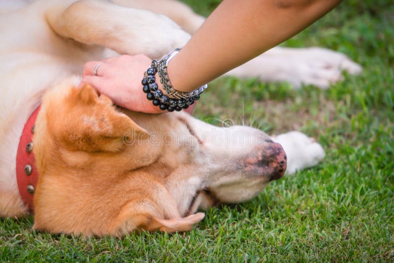 Happy Dog Playing with People Stock Photo - Image of indoor, purebred ...