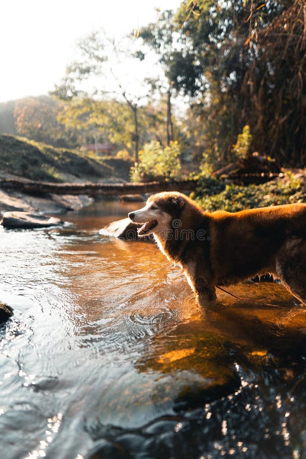 Happy Dog Playing in a Stream Stock Photo - Image of lake, friend ...