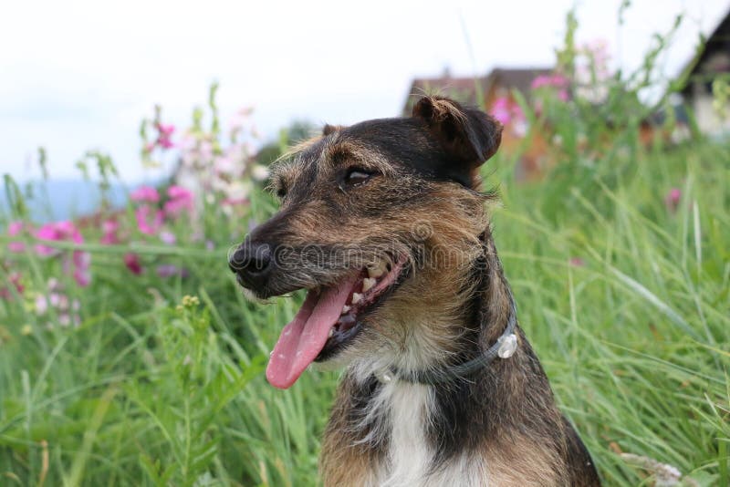 Happy Dog stock photo. Image of feel, beautiful, flowers - 78885260