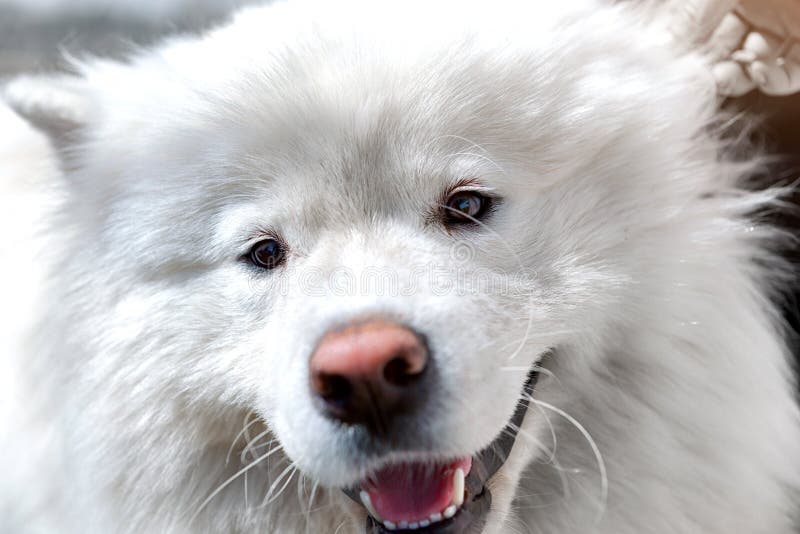 Happy Dog Portrait. stock photo. Image of breed, laughing - 120589676