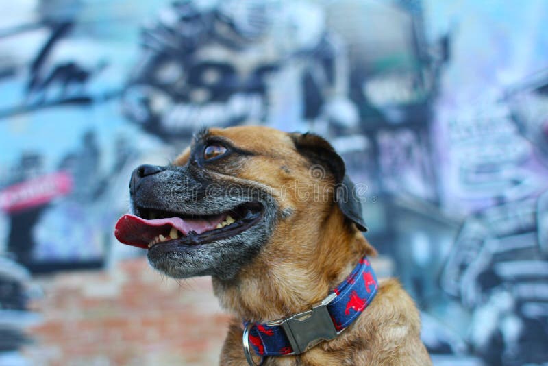 Happy dog stock photo. Image of animal, dallas, street - 78528448