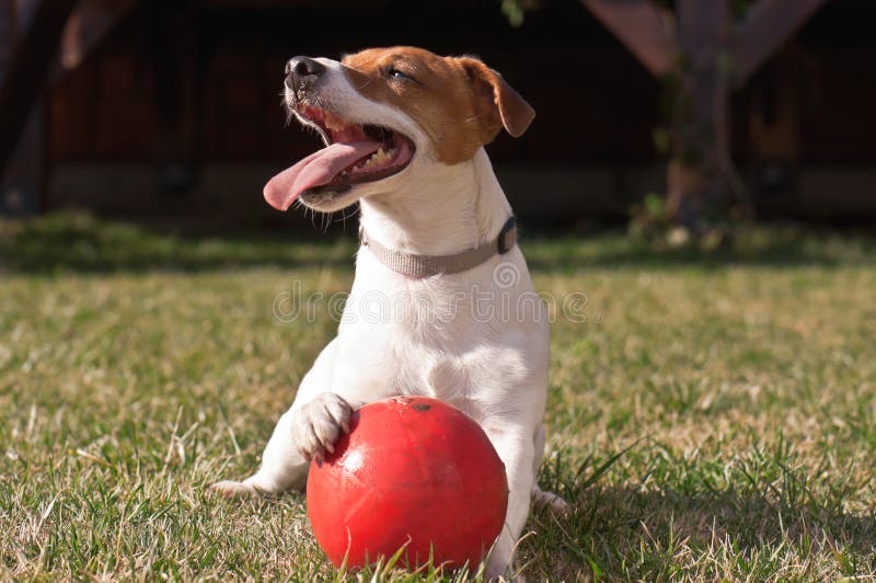 Barking Purebred Golden Retriever Dogs Stock Photos - Free & Royalty ...