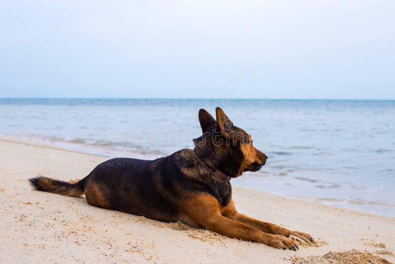 Happy Dog Relaxing on the Beach. Sea and Summer Concept Stock Image ...