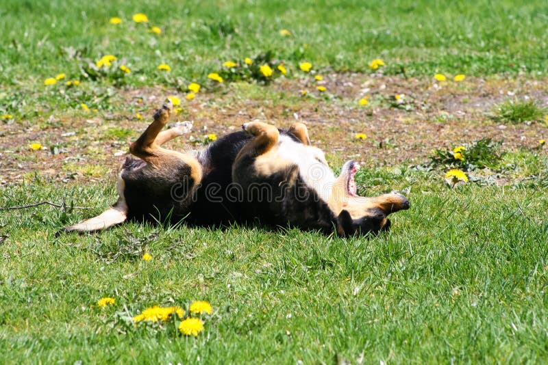 Dog rolling on the grass stock image. Image of wallow - 169165553