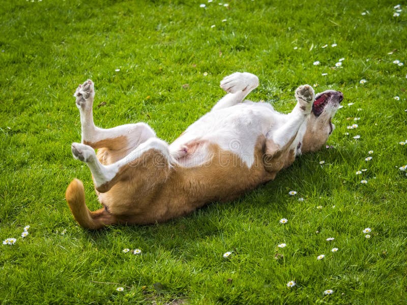 Dog rolling over stock photo. Image of bred, feeling - 18435170