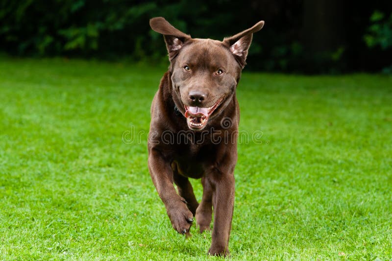 Happy Dog Run stock image. Image of brown, panting, agility - 76151501