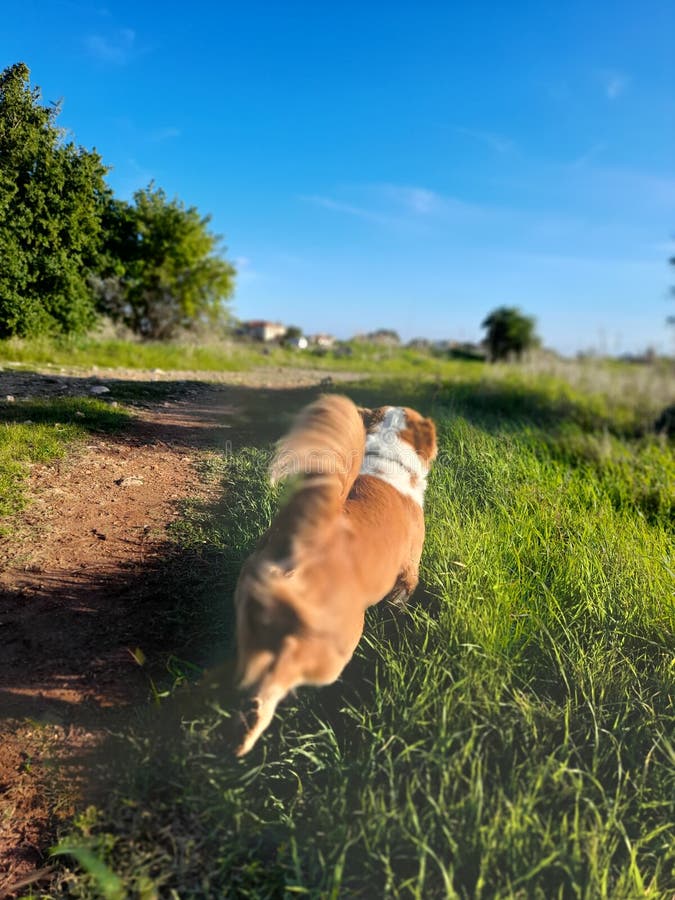 Happy Dog Running Around in Nature on Field Stock Image - Image of ...