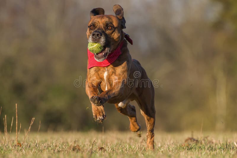 Happy Dog Running with Ball in an Open Space Stock Image - Image of ...