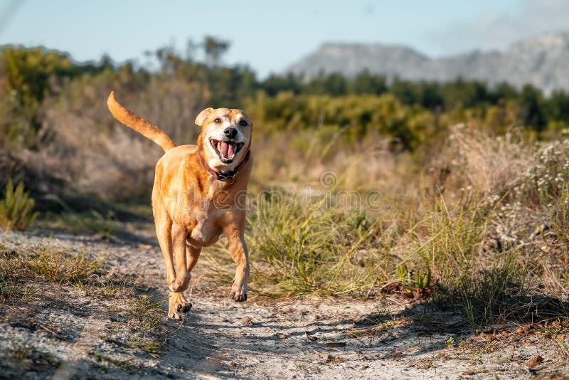 Happy Dog Running on a Dirt Path in a Natural Landscape with Mountains ...