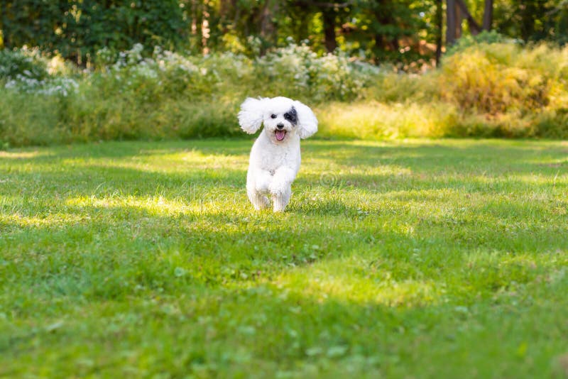 Cute dog running in grass stock photo. Image of moving - 164781638