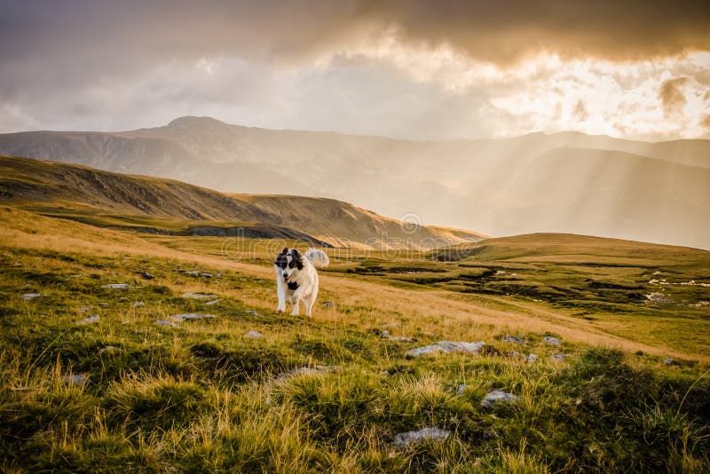 Happy Dog Running Heavenly Lights at Sunset in High Mountains Stock ...