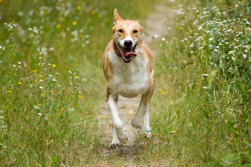 Happy dog running stock photo. Image of tongue, summer - 33122148