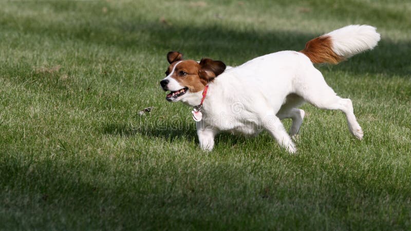 Happy Dog Running in the Park Stock Photo - Image of bounding, adorable ...