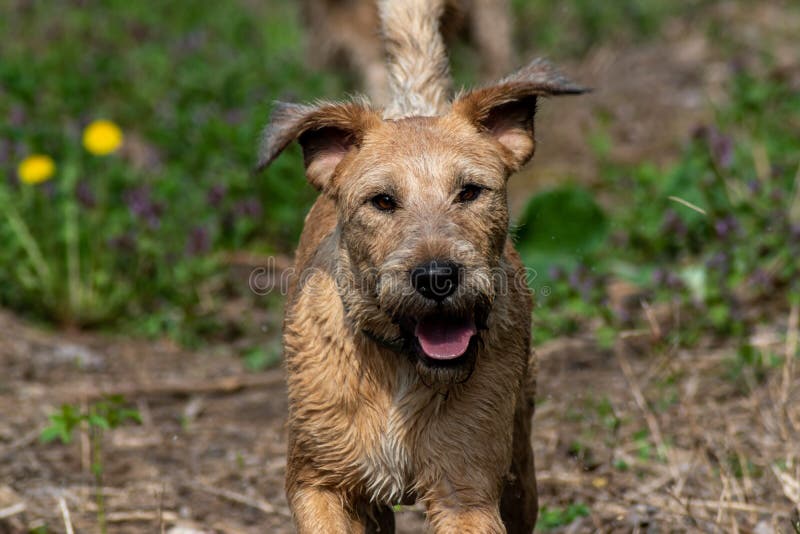 Happy Dog Running in the Wild Stock Photo - Image of male, meadow ...