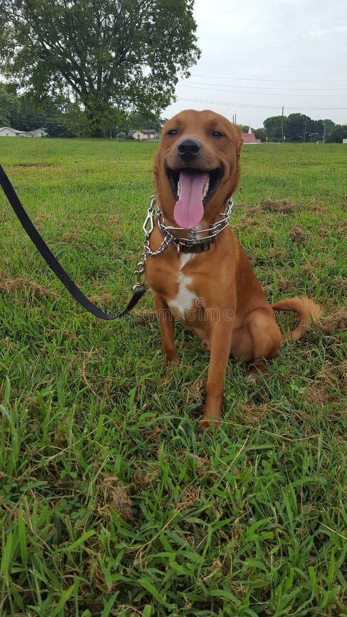 Dog stock image. Image of finest, happy, tank, good - 127649207