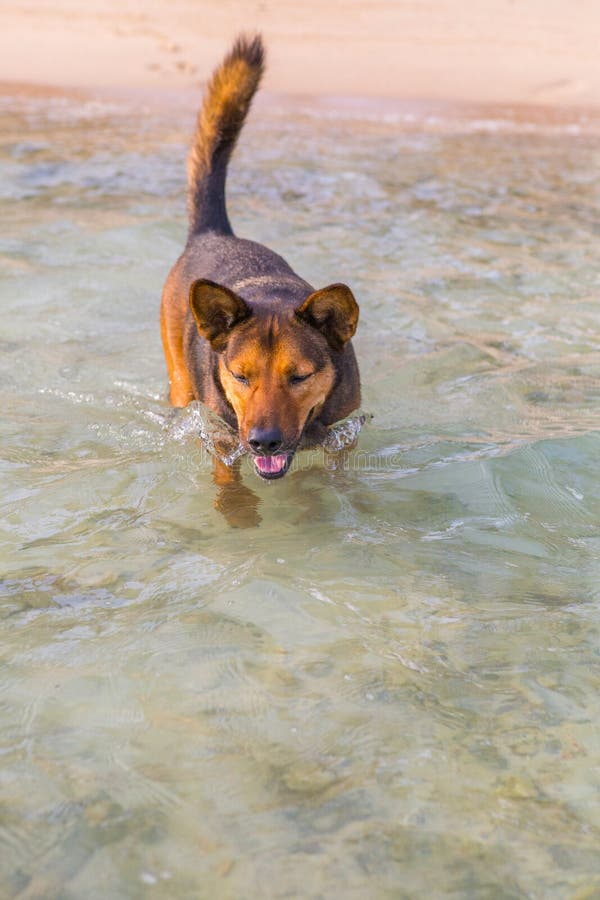 Happy Dog in the Sea at the Beach Stock Image - Image of blurred, puppy ...