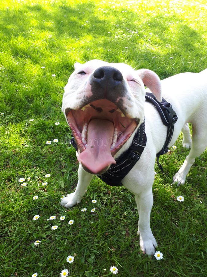 Happy dog stock photo. Image of smile, puppy, happy - 120549630