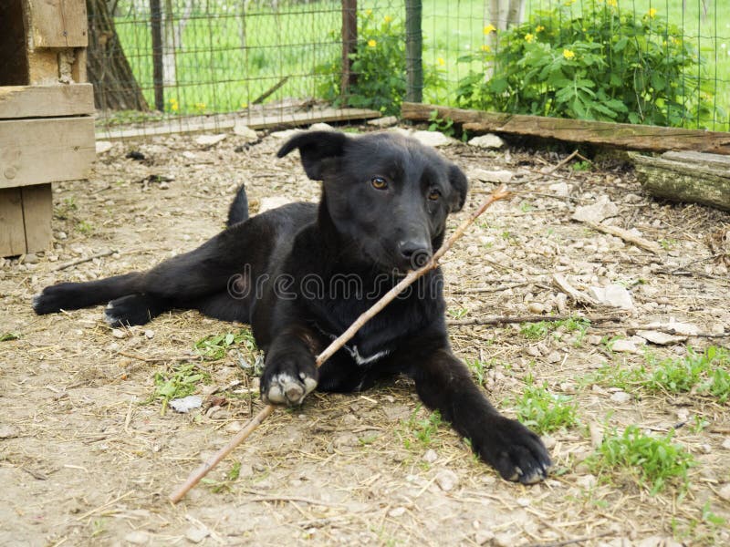 Happy dog stock image. Image of canine, outdoor, breed - 70446885