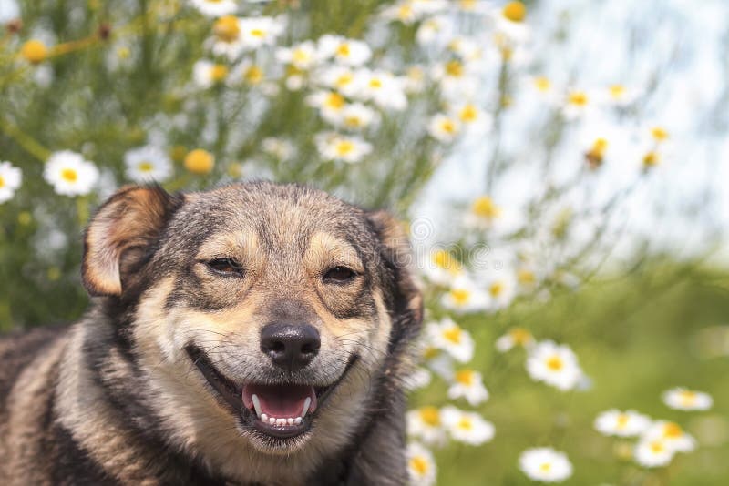 Happy Dog with a Smile on Background of Flowers Daisies Stock Photo ...