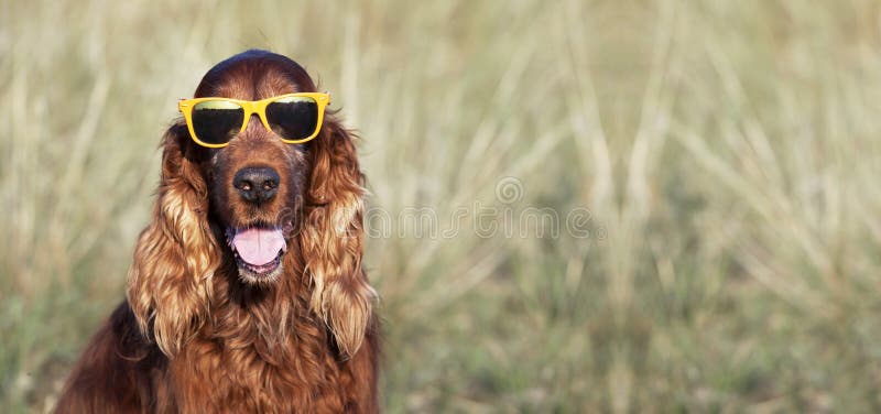 Happy dog smiling stock image. Image of summer, copy - 70247779