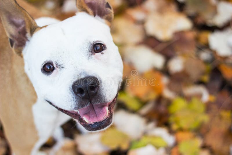 Happy Dog Smiling and Looking at the Camera Stock Image - Image of ...