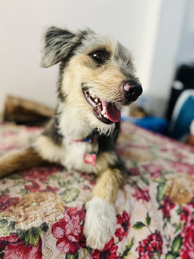 Happy dog stock photo. Image of terrier, puppy, mammal - 339846840