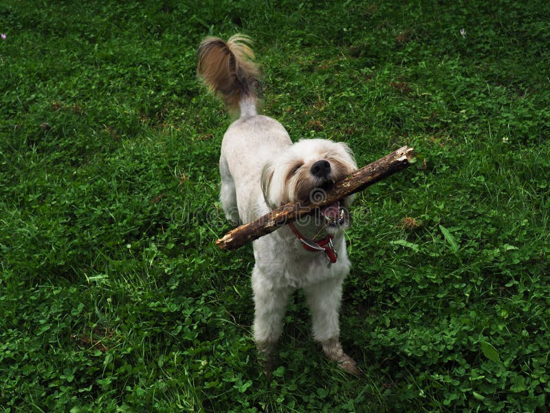 Happy dog with stick stock photo. Image of happy, training - 59087850