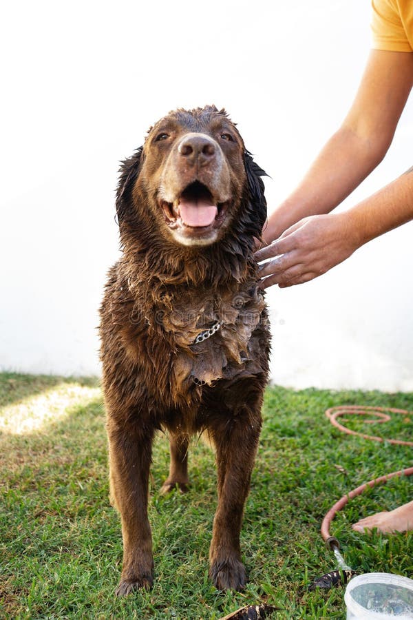 Happy dog taking a bath stock image. Image of hygiene - 174711947