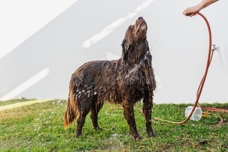 Happy Dog Taking a Bath with Soap Stock Photo - Image of animal ...