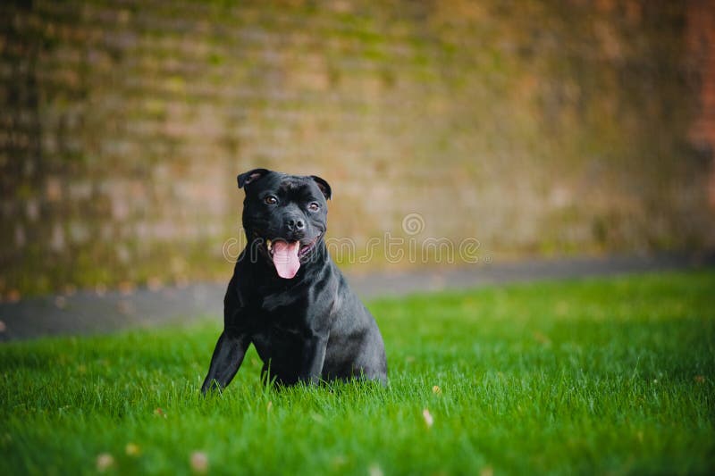 Happy dog Terrier sitting stock image. Image of head - 27670525