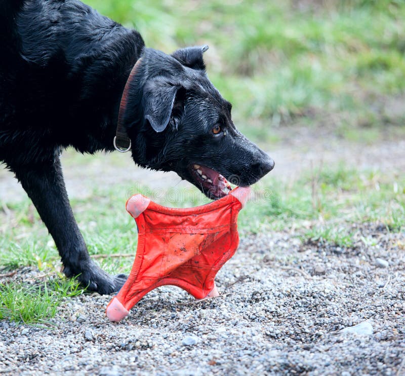 Happy dog with a throw toy stock image. Image of ears - 23907055