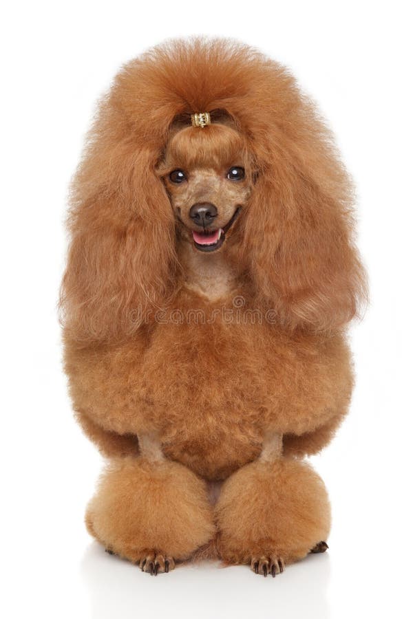Happy poodle puppy stock image. Image of brown, little - 25277837