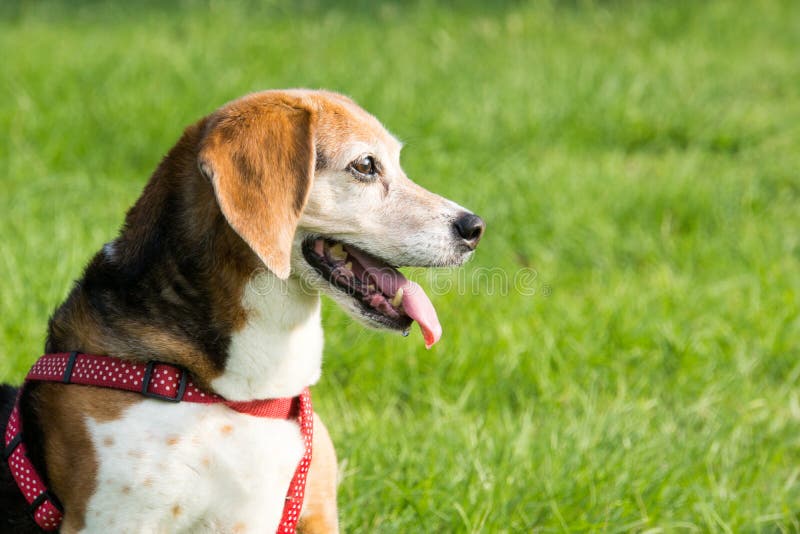 Happy dog under the sun stock photo. Image of park, grass - 98586900