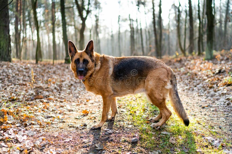 Happy Dog on Walk in Forest. Active Outdoors Stock Image - Image of ...