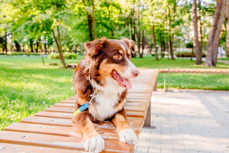 Happy Dog on a Walk in the Park Stock Image - Image of camera ...