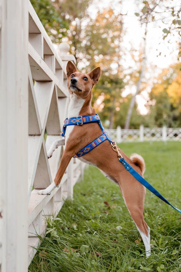Happy Dog on a Walk in the Park Stock Image - Image of focus, command ...