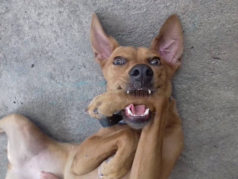 Happy dog stock image. Image of perro, happy, juguetn - 122223793