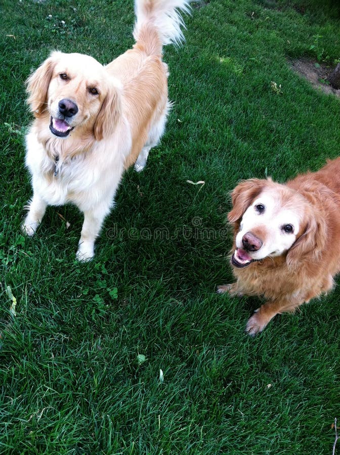 Happy Dogs stock photo. Image of retriever, happy, grass - 25361778