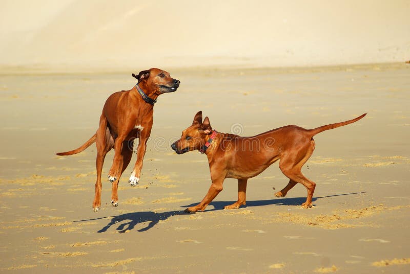 Happy dogs stock image. Image of canines, beach, beautiful - 6919021