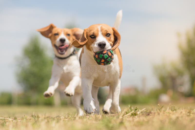Happy dogs having fun stock photo. Image of sport, portrait - 61766106