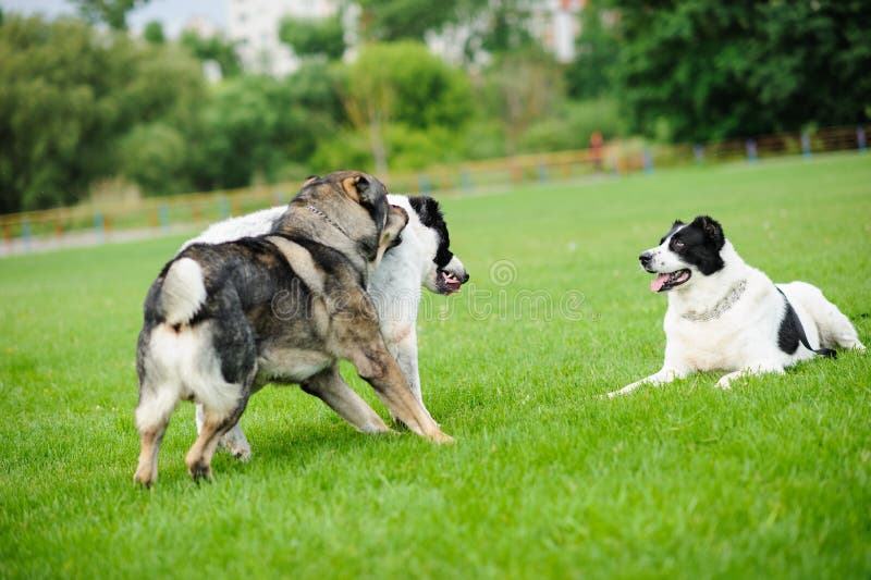 Happy Dog Playing on a Green Grass Stock Image - Image of jack, outside ...