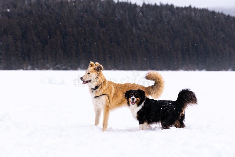 Happy Dogs Playing in the Snow with Alpine Mountain Backdrop, Aussie ...