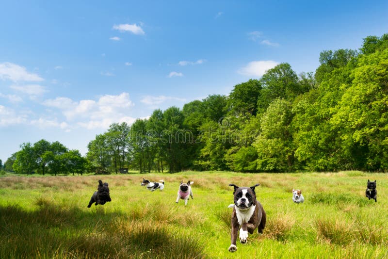 Dog Dogs at Park stock photo. Image of dachshund, jack - 3669618