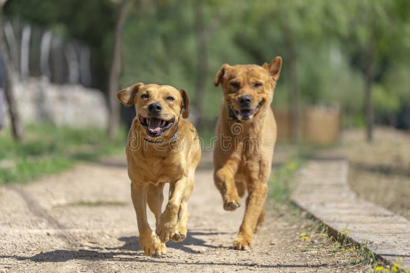 Happy dogs running stock photo. Image of young, park - 240142748