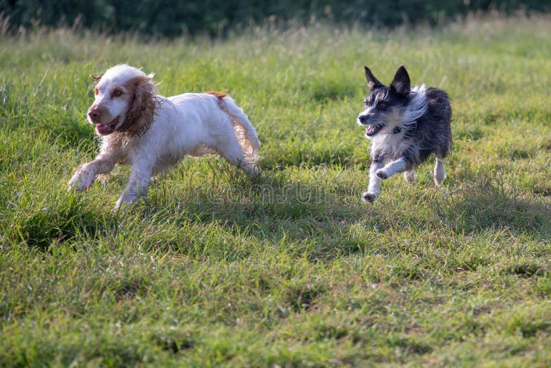 Happy Dogs Running Together in a Field Stock Image - Image of field ...