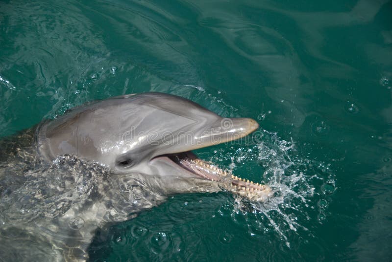 Happy Dolphin stock image. Image of swimming, happy, ocean - 3929543