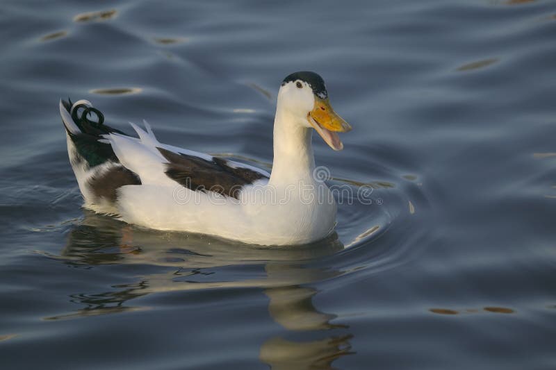 Happy duck stock image. Image of duck, swimming, beak - 1499259