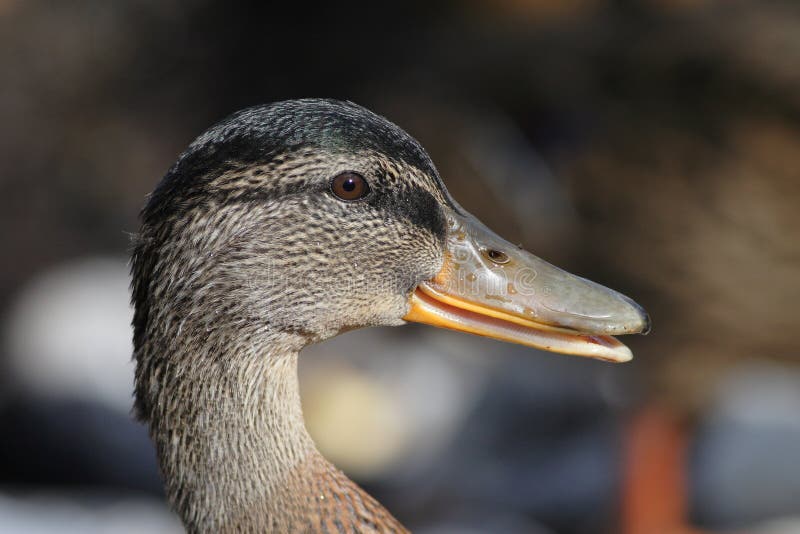 Happy duck stock photo. Image of bird, duck, feathers - 3140852