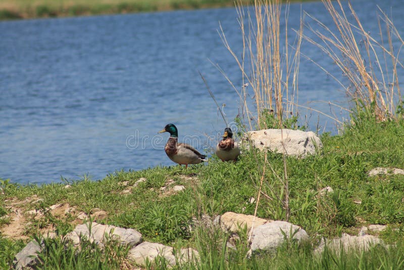 Happy Ducks stock image. Image of spring, happy, soaking - 116912399