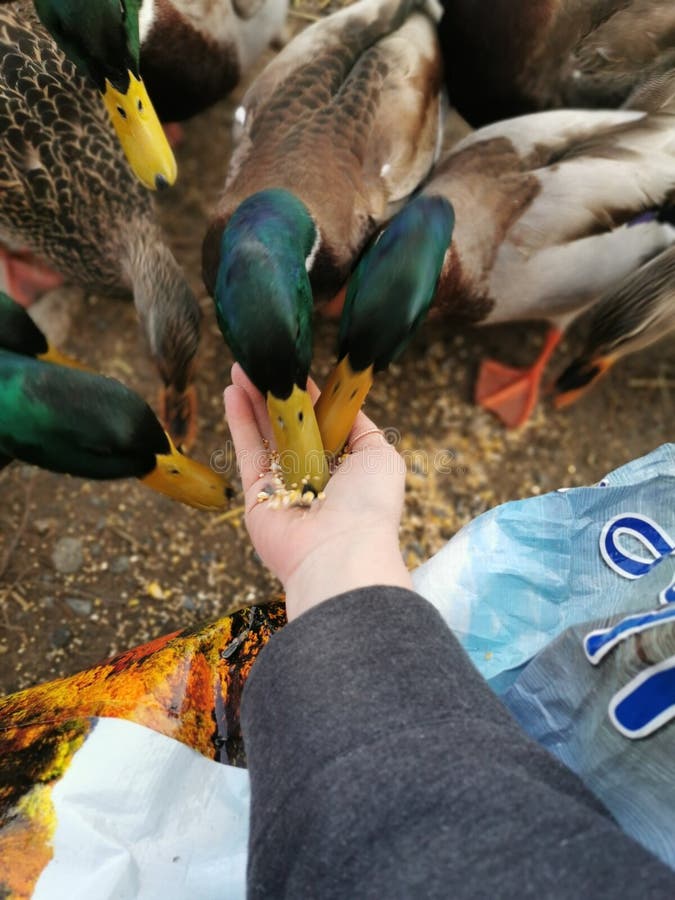 Ducks eating grass stock image. Image of meadow, goose - 10120963